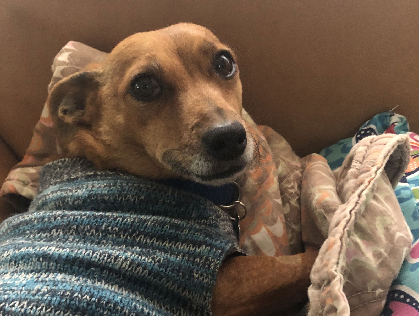 From foster to forever